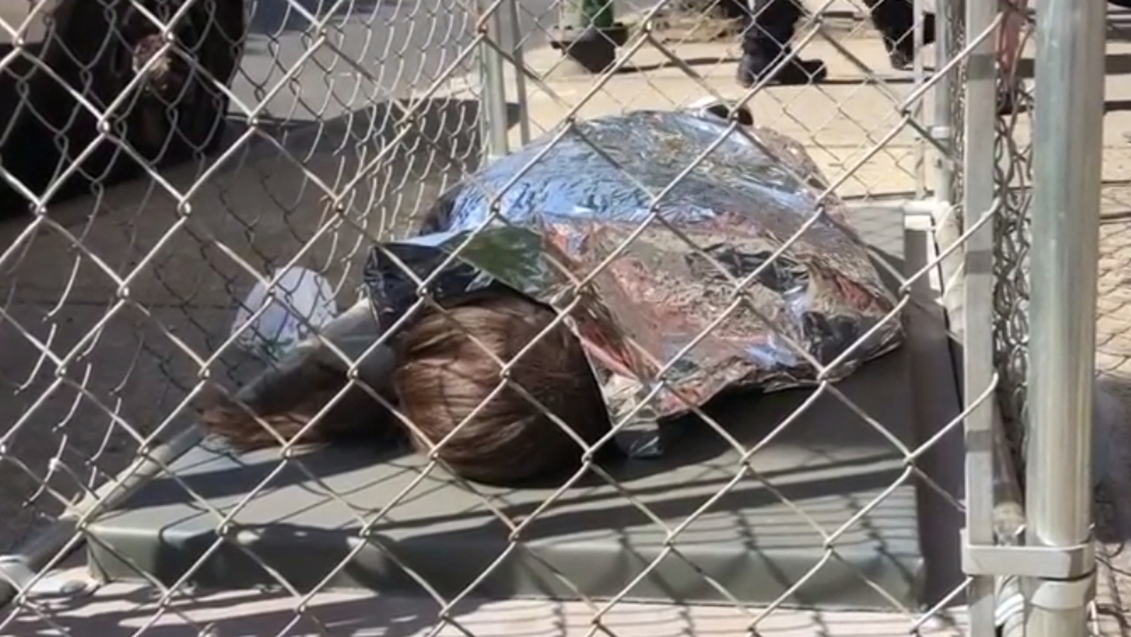 Caged 'children' highlight US family separations