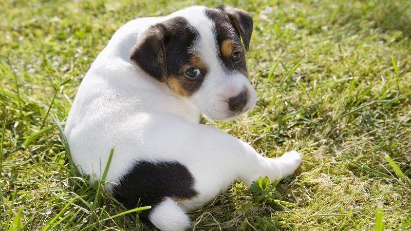 Researchers claim dog years a myth, puppies middle-aged