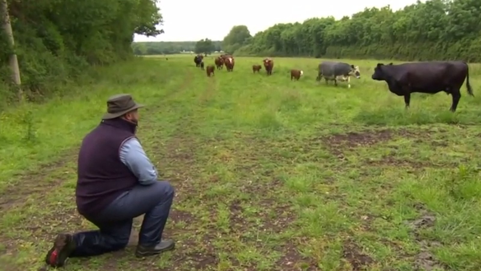 Music to their ears: Vet sings opera to cows