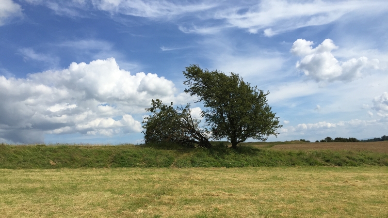 What's your favourite reference to trees in Irish literature?