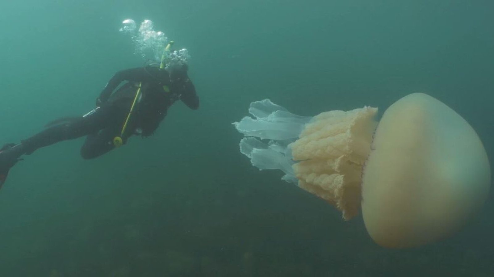 WATCH: Human-size jellyfish filmed off Cornwall