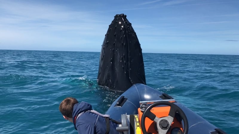 WATCH: 'Unreal' encounter with whale off Kerry coast