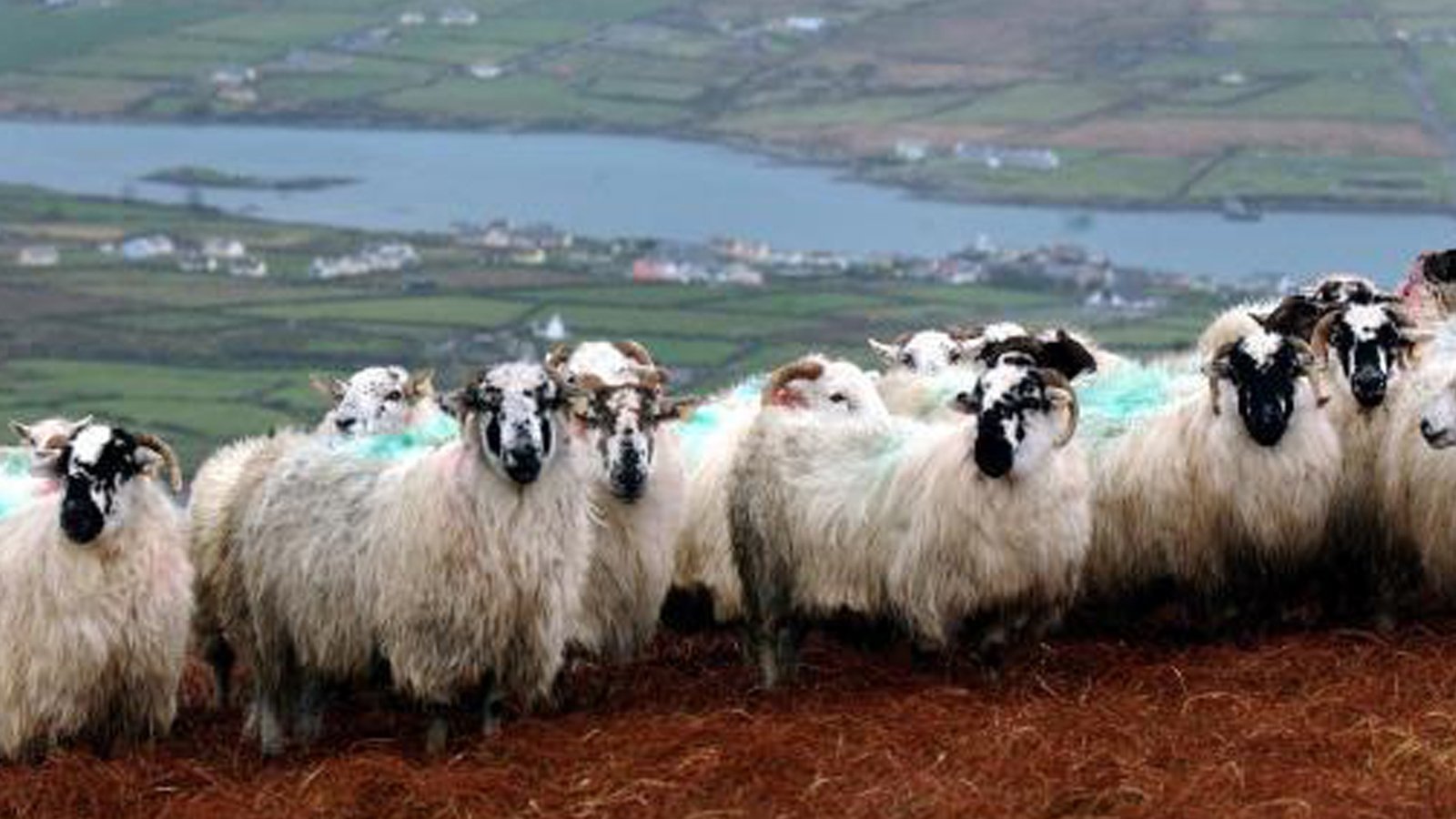 The strange world of Irish folk cures and faith healers