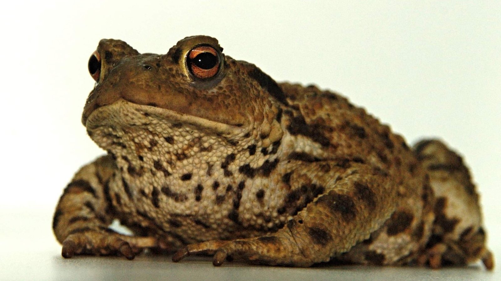 Rare find springs up from 'Toad in the hole campaign'