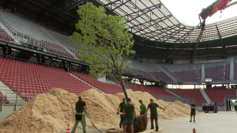 Watching trees grow: Forest installed in stadium