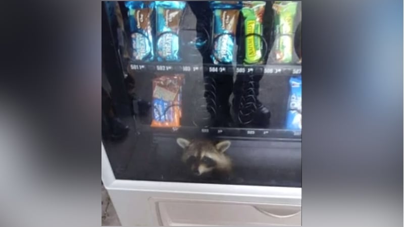 'Robber raccoon' rescued in Florida