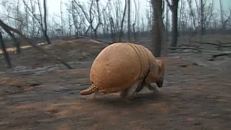 Animals suffer as wildfires ravage Bolivian forests