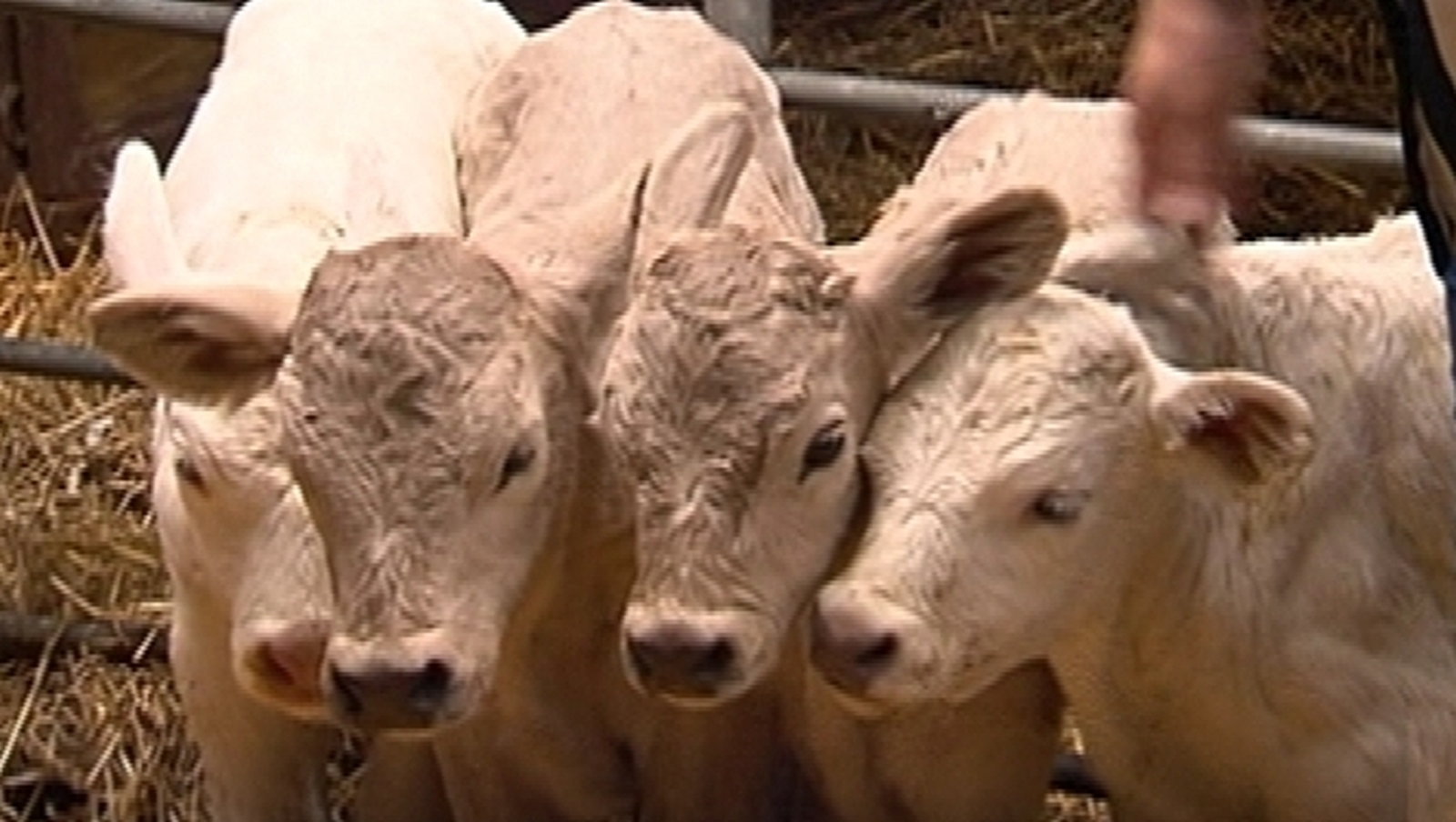 Drive for five: Kerry farm welcomes quintuplet calves
