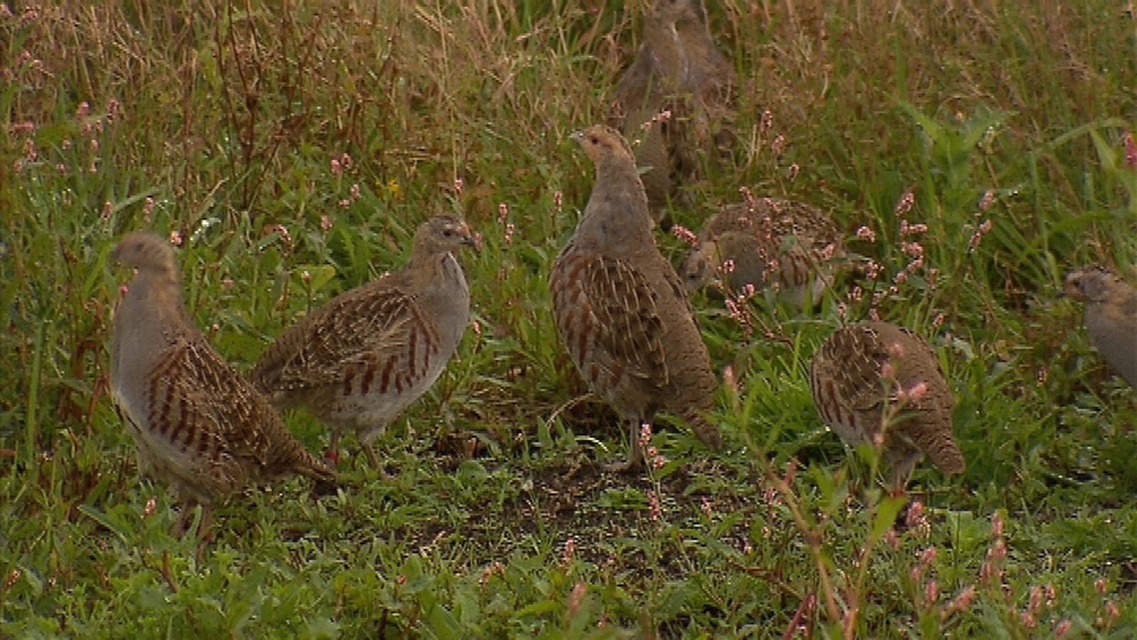 Grey Partridge population on the increase
