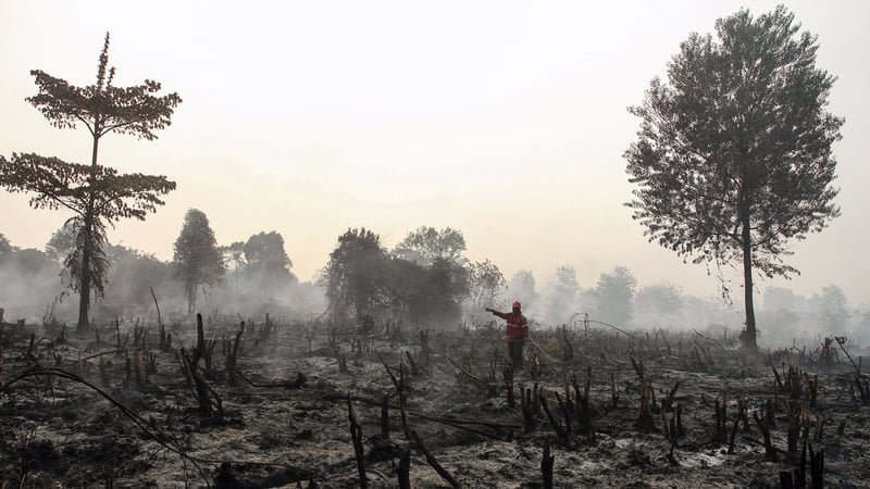 Fires destroying forests from Amazon to Indonesia