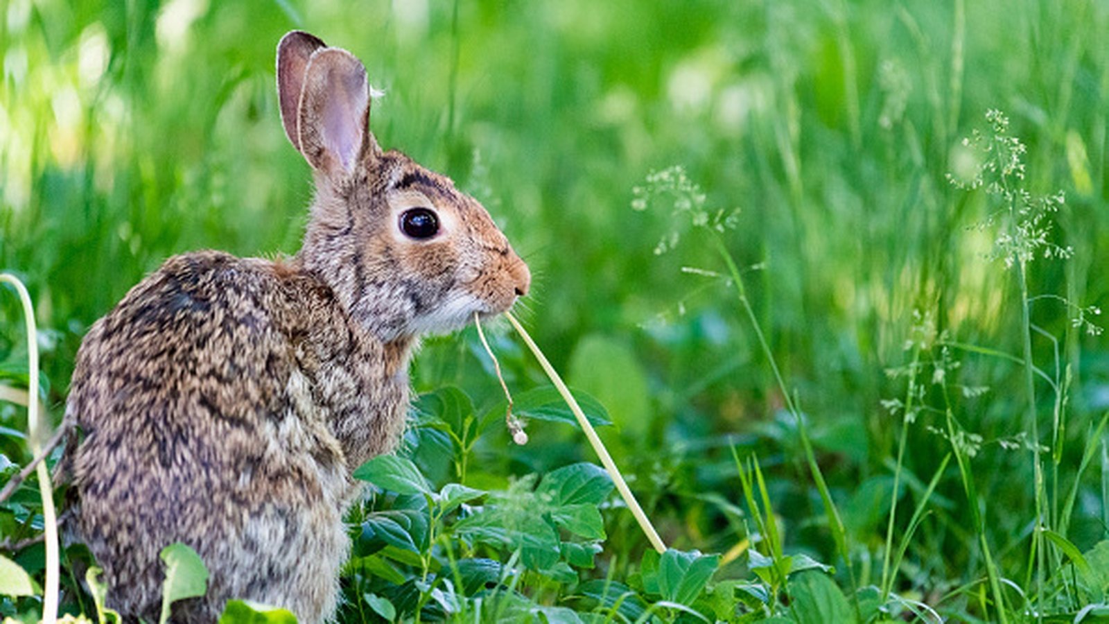 Unclear how deadly rabbit disease came to Ireland