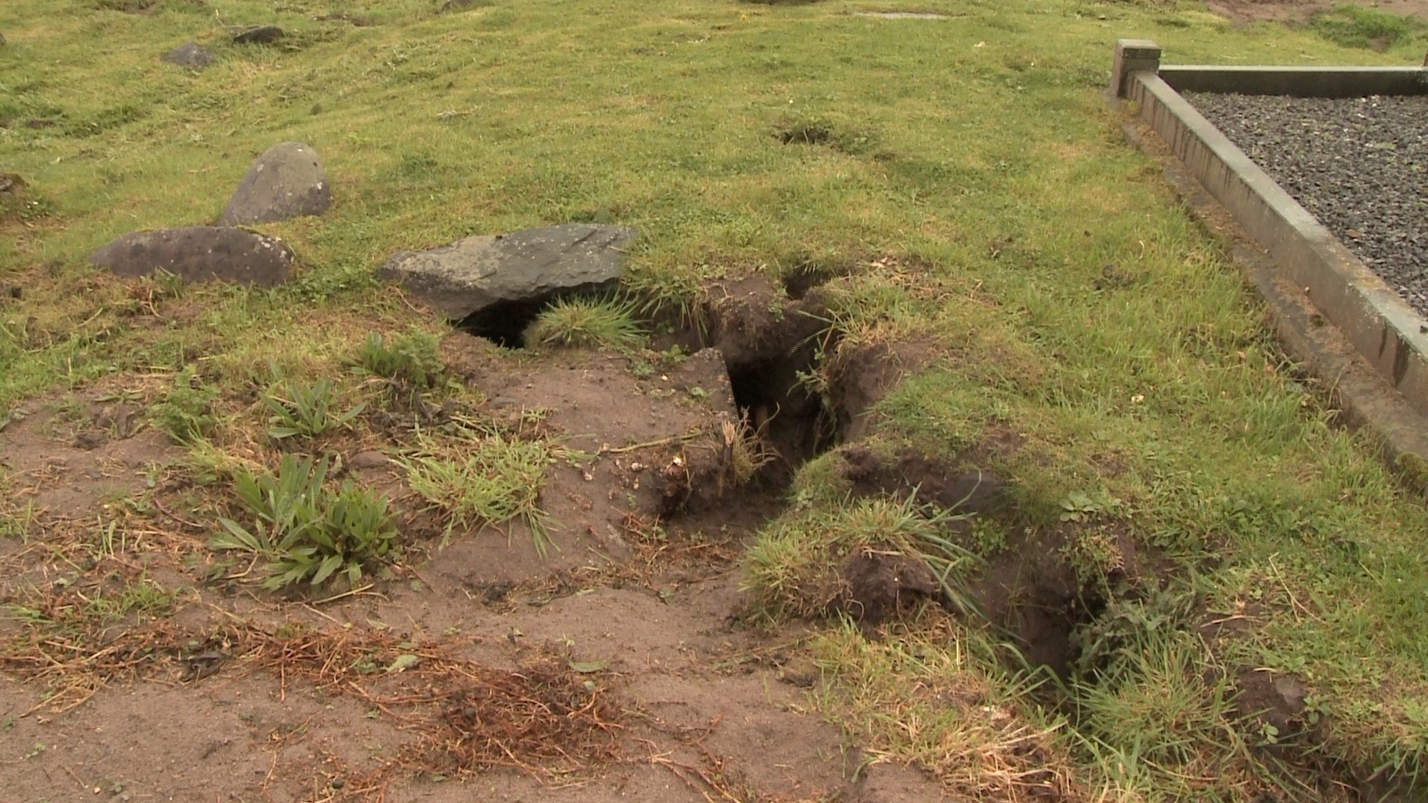 Colony of rabbits causing havoc in Kerry graveyard