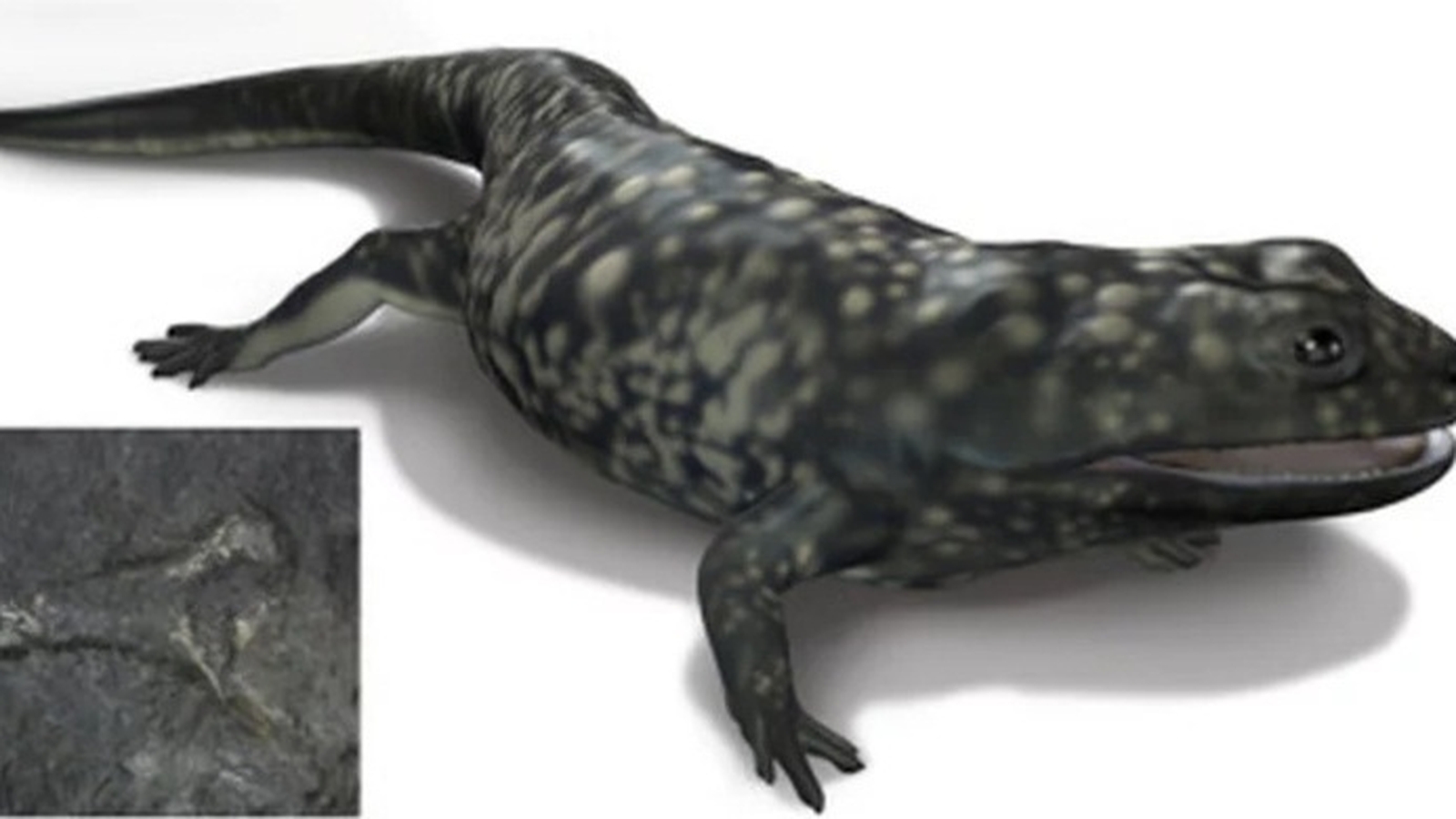 Cnámha 325 milliún bliain d'aois aimsithe i gContae an Chláir