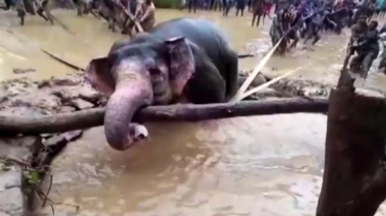 Villagers help free elephant stuck in swamp in India