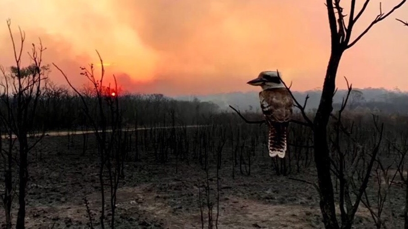 Bushfire photo of Australian native bird goes viral