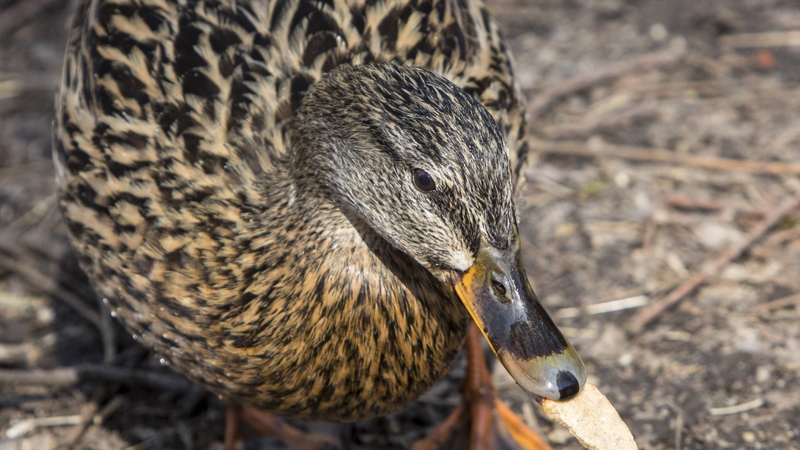Disputed French ducks get stay of execution