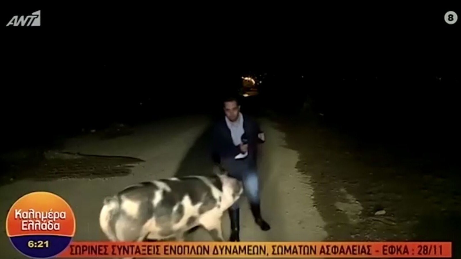Pig attacks journalist during live broadcast in Greece