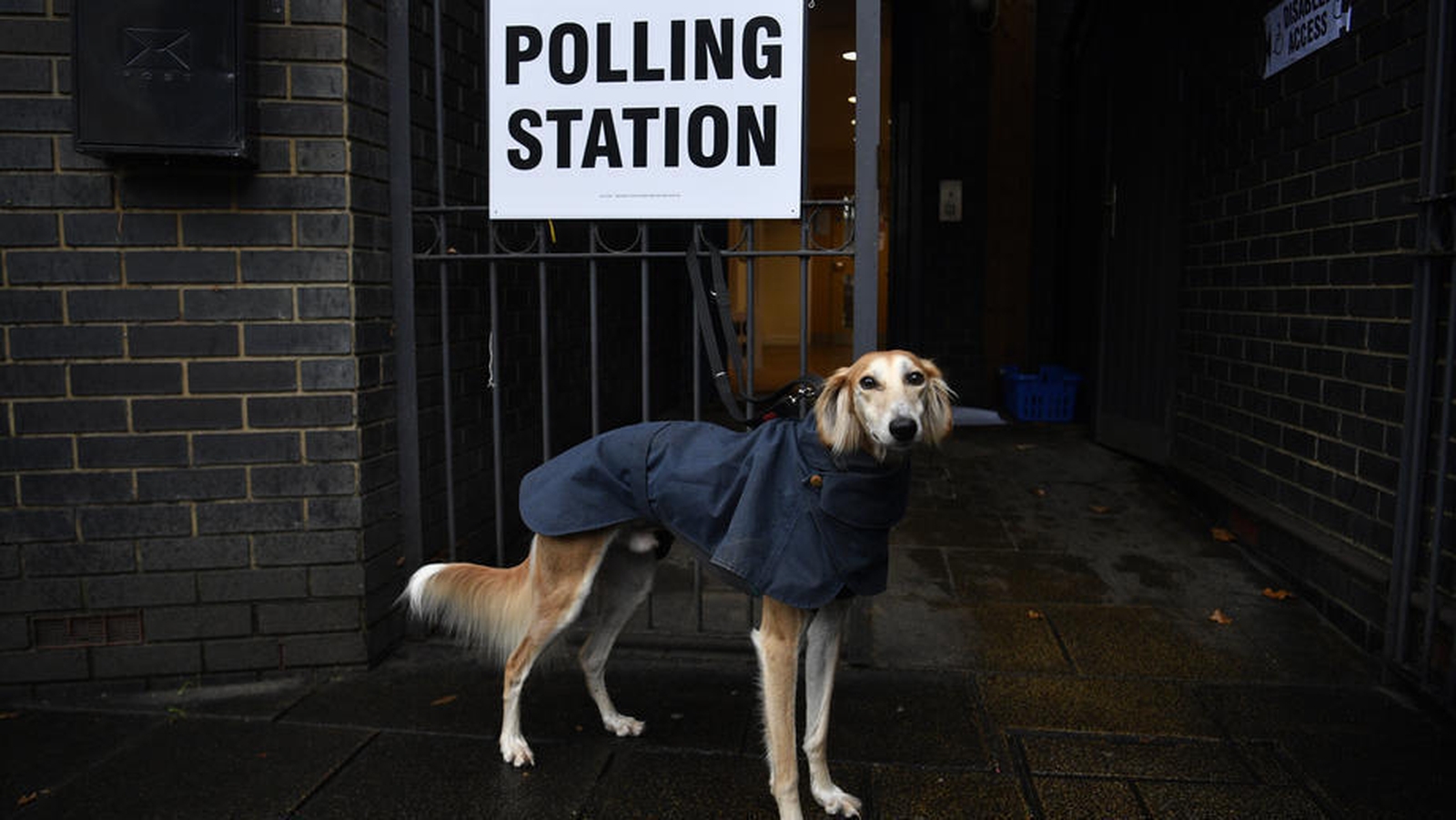 Rex marks the spot at UK's polling stations