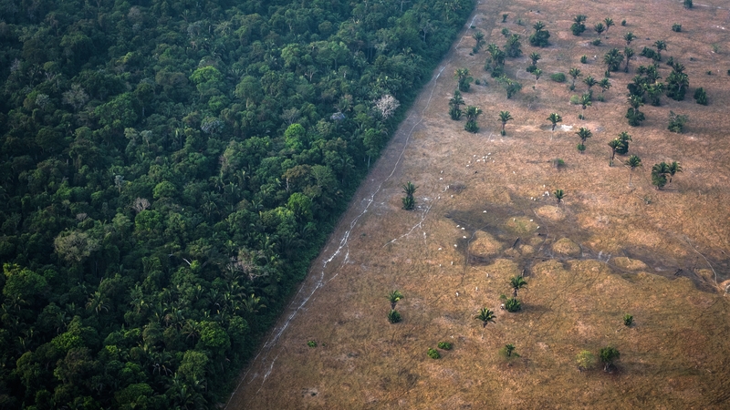 Deforestation In Brazils Amazon Up By 104 Data