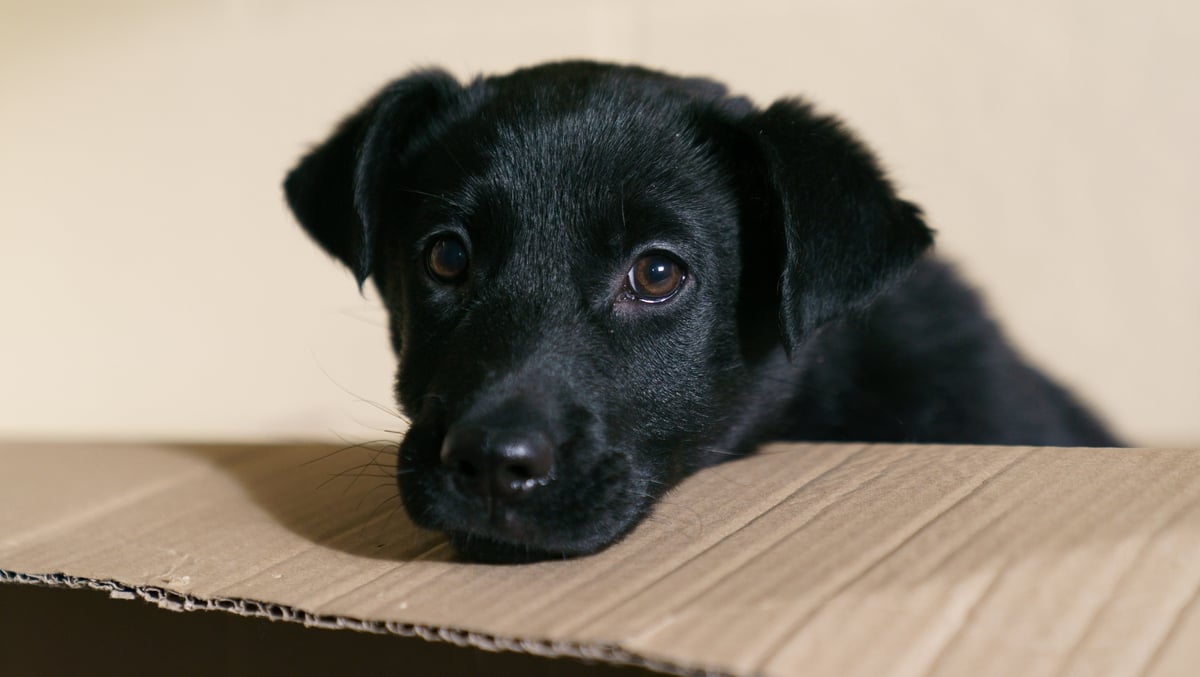 Doggy Do's And Don'ts | Today with Claire Byrne - RTÉ Radio 1