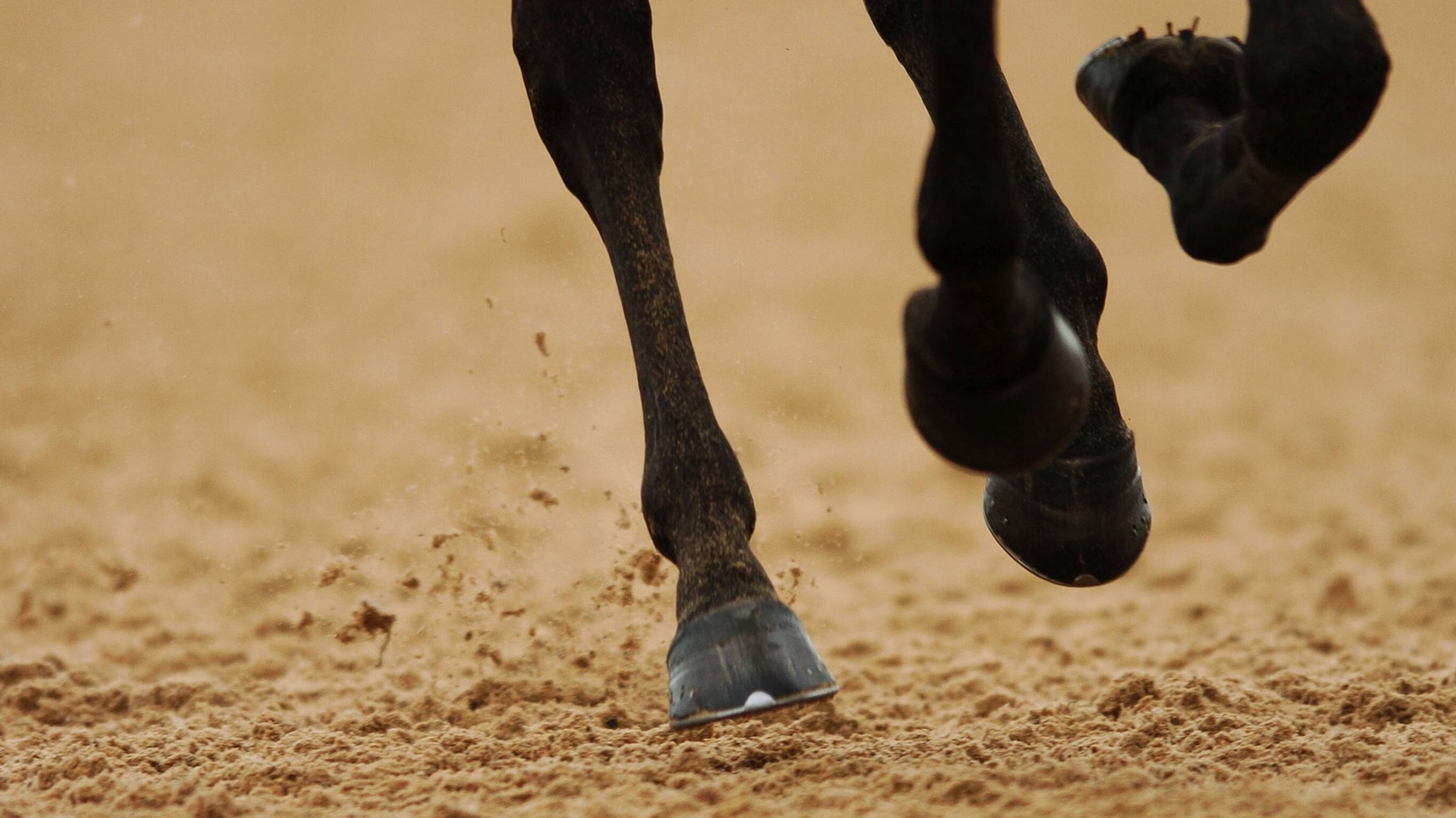 Funding key for new all-weather track at Tipperary