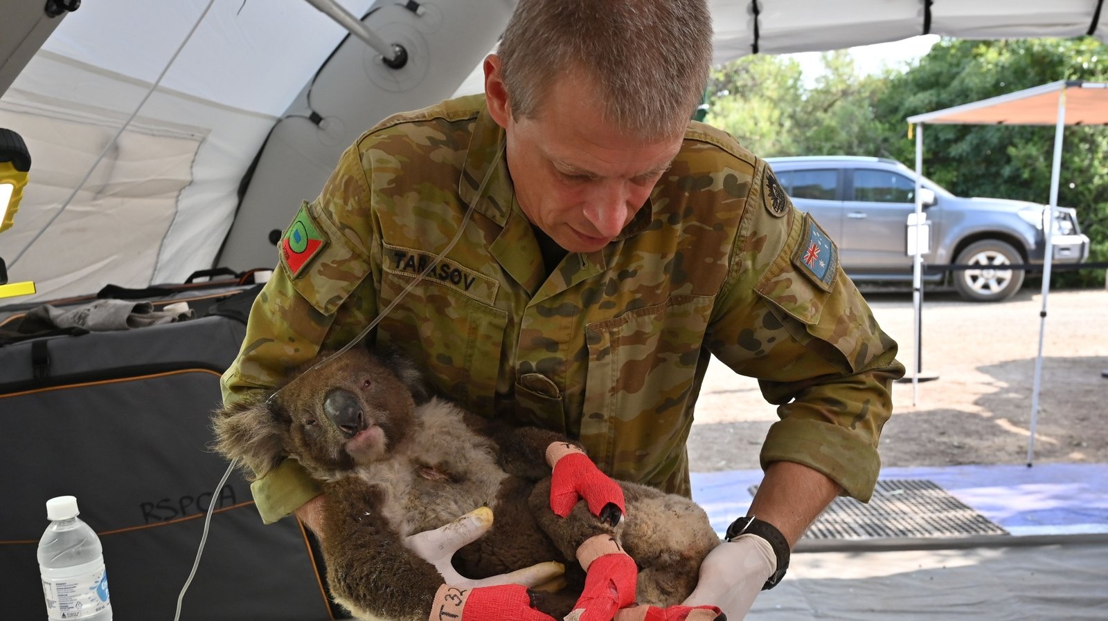 Makeshift hospital treating Australia's injured koalas