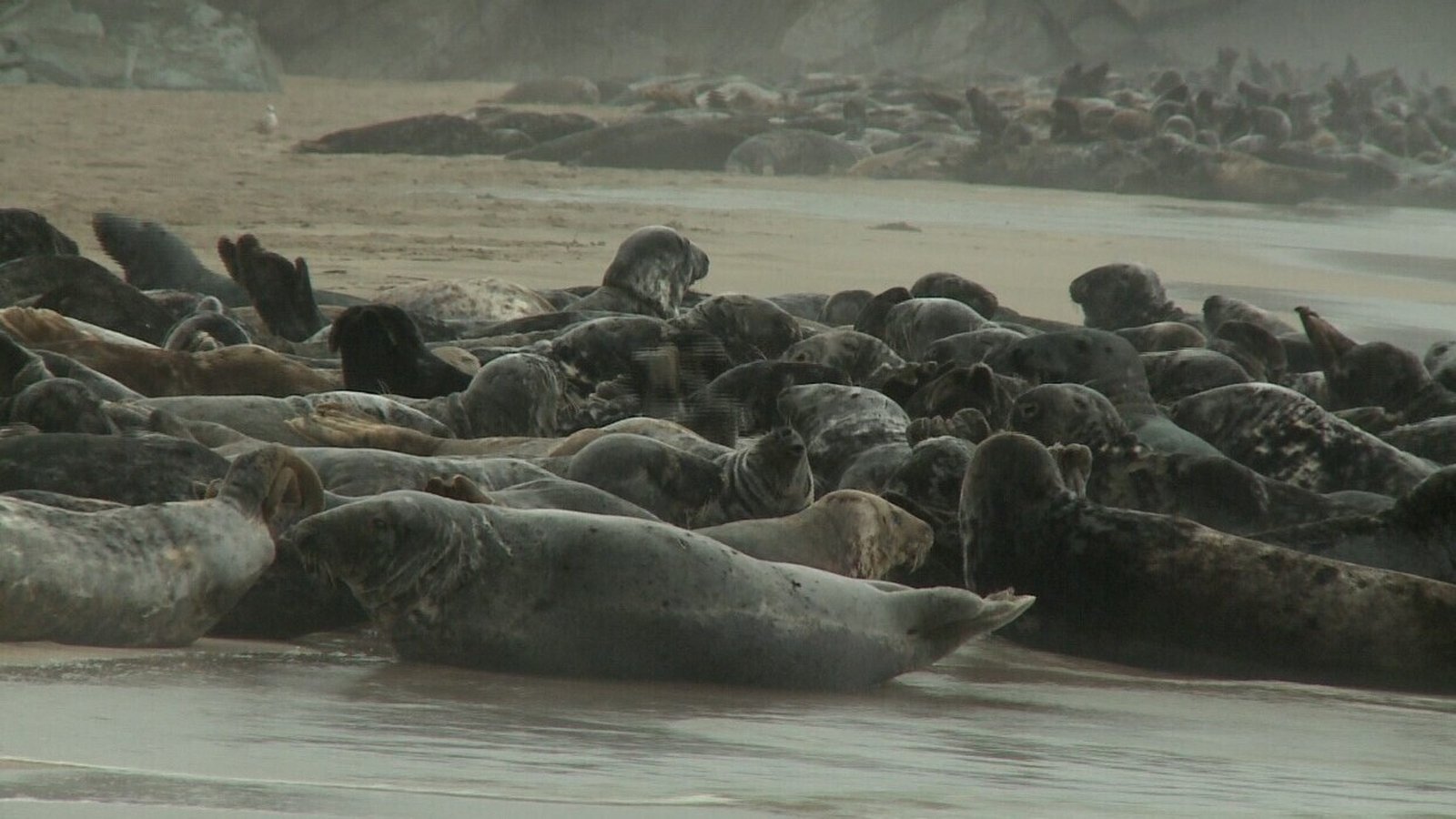 Kerry fishermen renew call for immediate seal cull