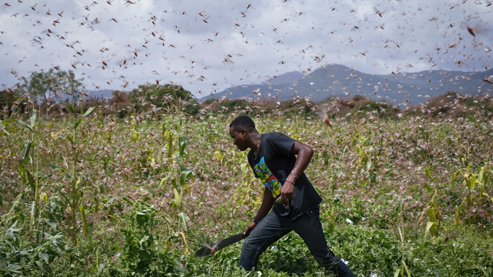 Somalia declares emergency over locust infestation