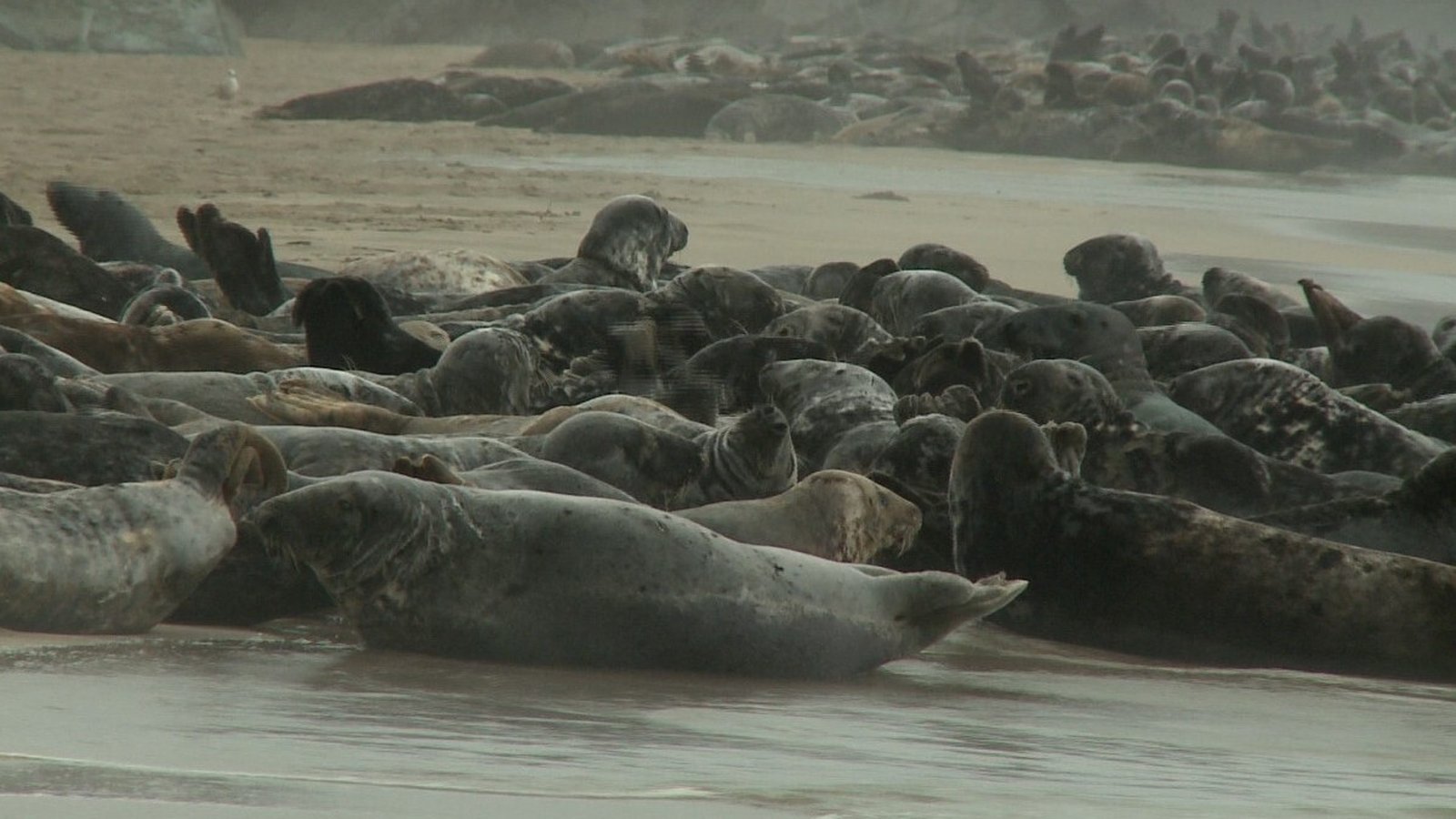 Protest over calls for grey seal cull off Kerry