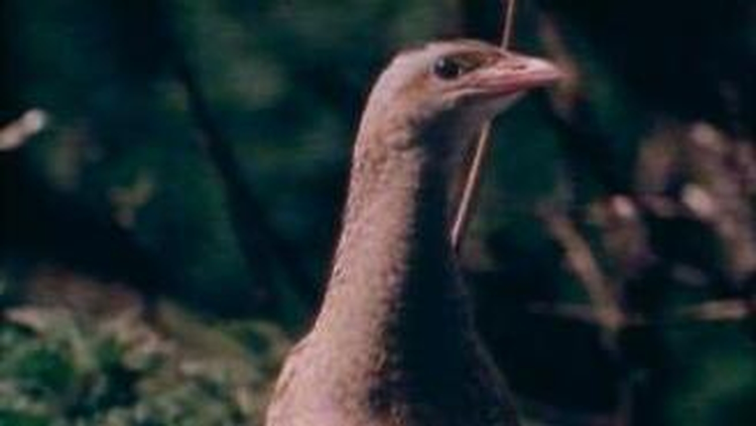 RTÉ Archives | Collections | Save The Corncrake Campaign