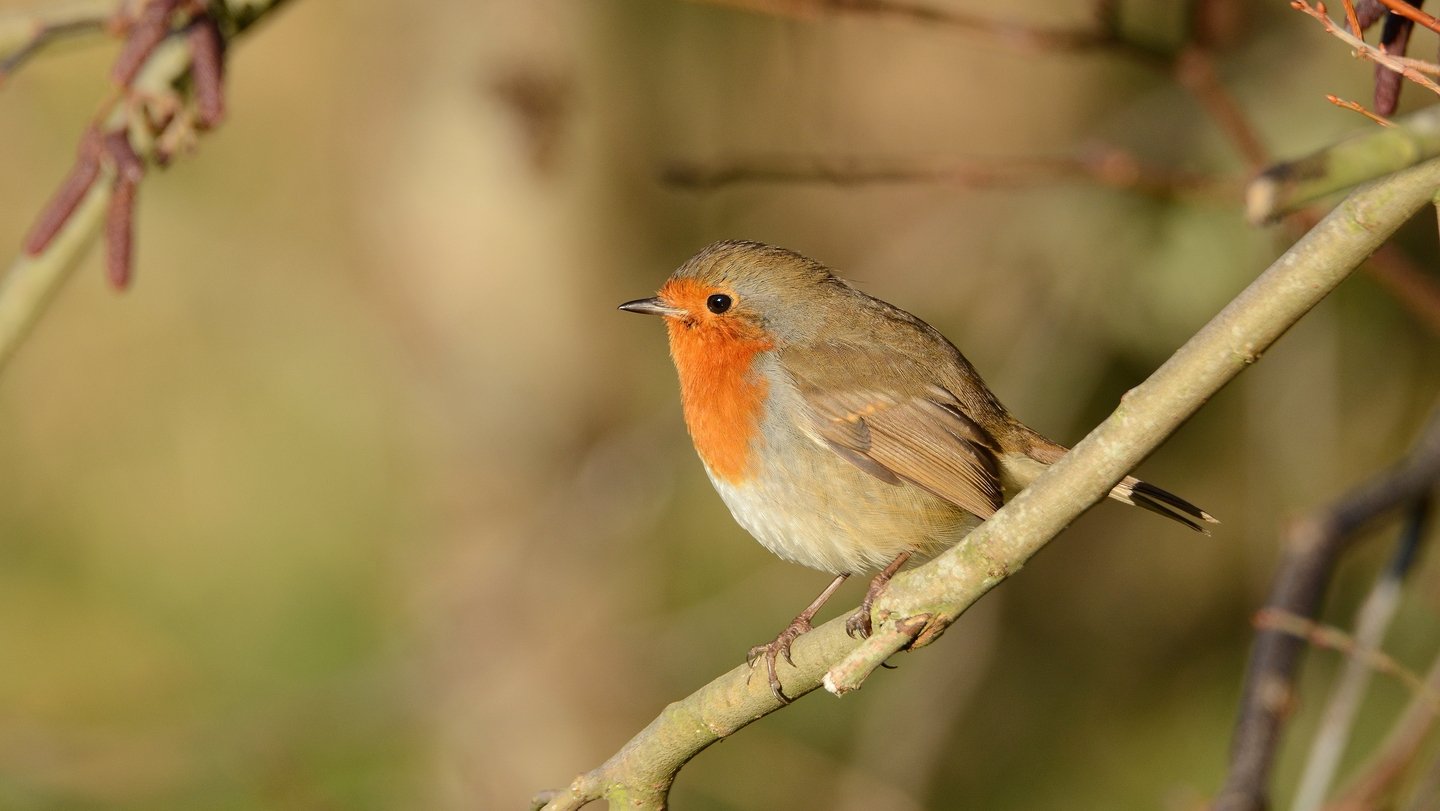 Common Garden Birds Ireland | Fasci Garden