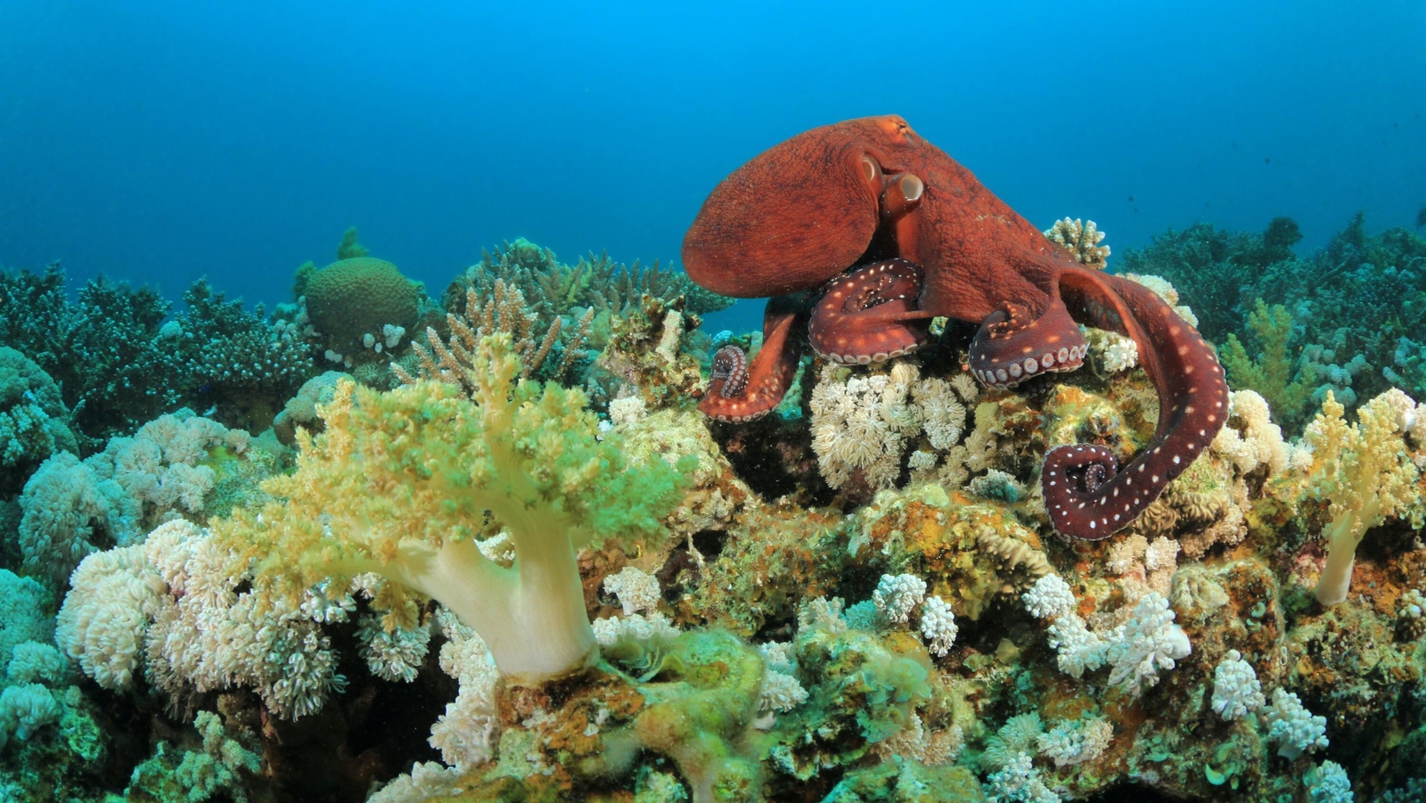 10 animals that can do almost unbelievable things