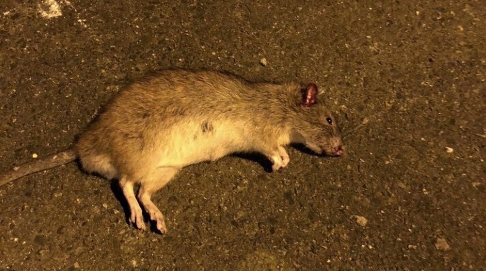 'Massive' rat infestation at Dublin flats complex