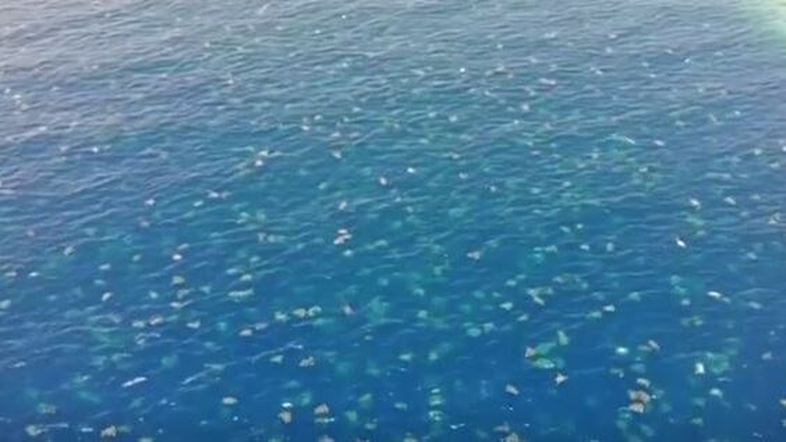 Drones help scientists monitor turtles off barrier reef