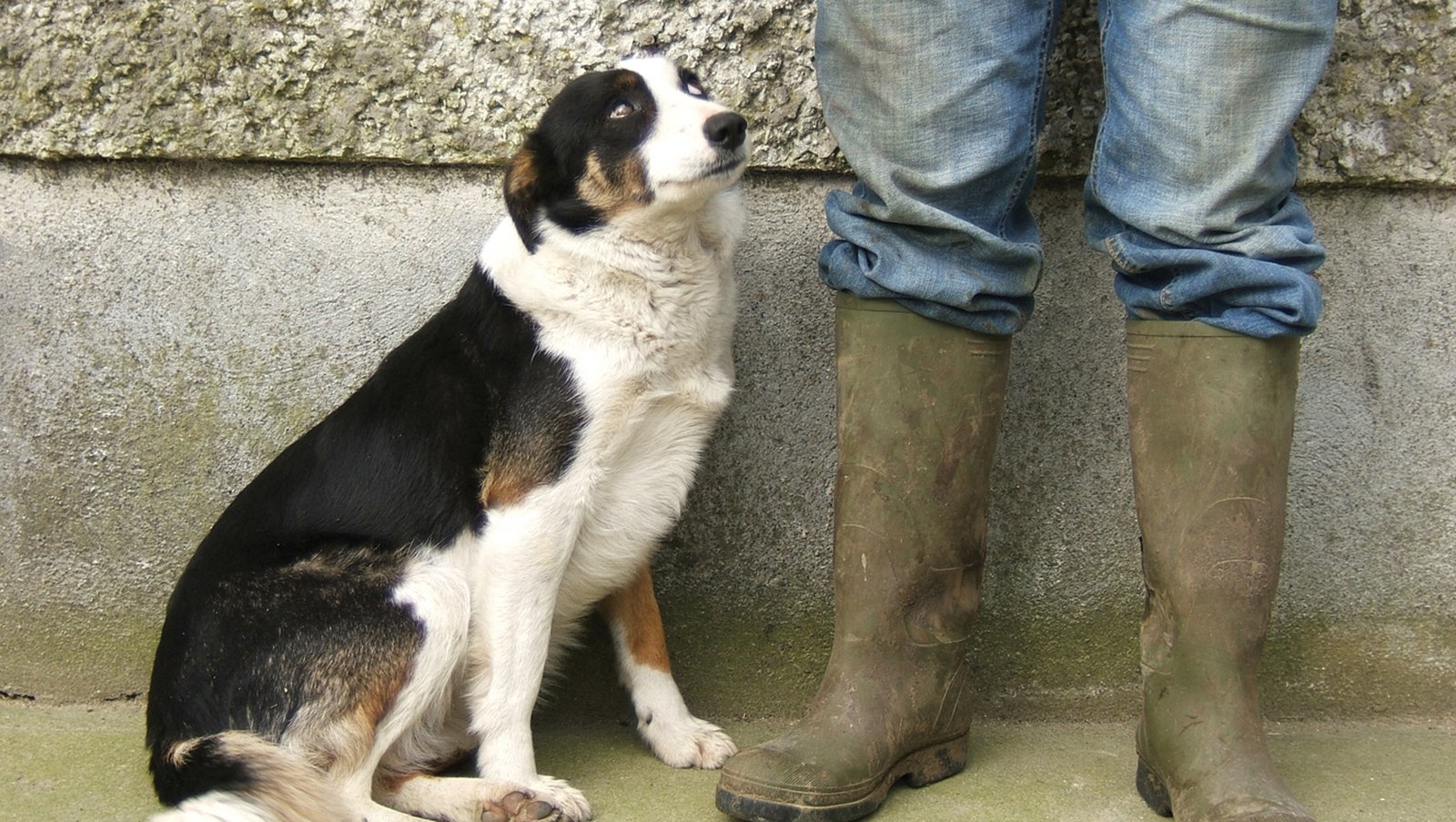 Director's Pick: Useless Dog - watch the witty documentary