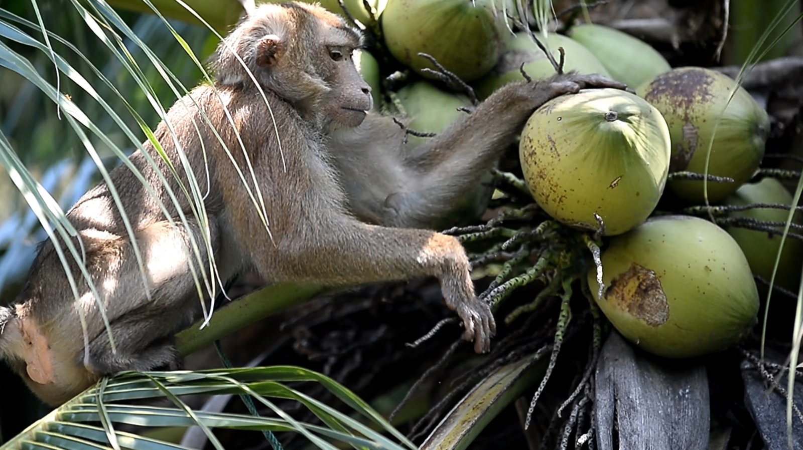 Four UK retailers stop selling monkey labour products