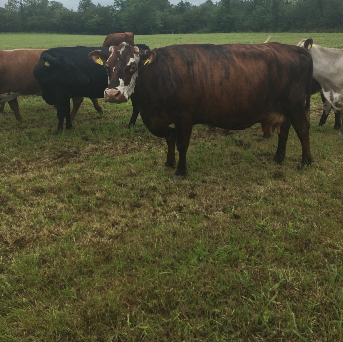 Bo Riabhach - The Brindled Cow Breed | CountryWide - RTÉ Radio 1