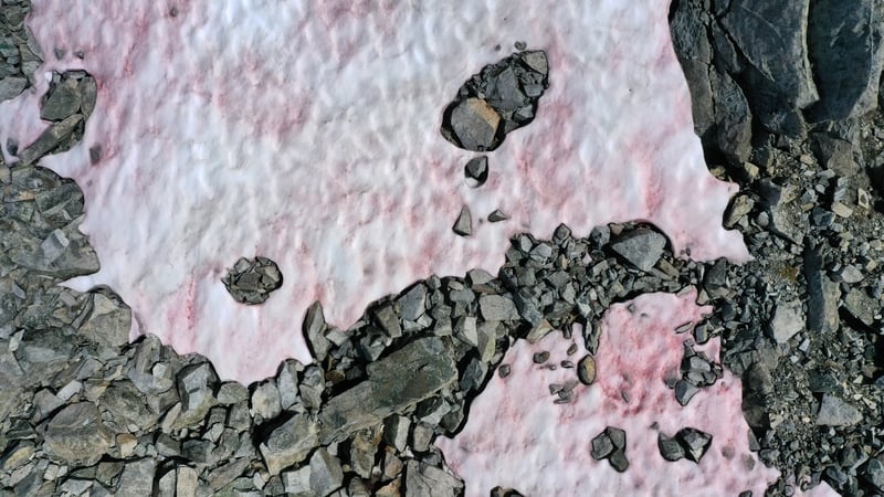 Pink ice in Italy's Alps sparks algae probe
