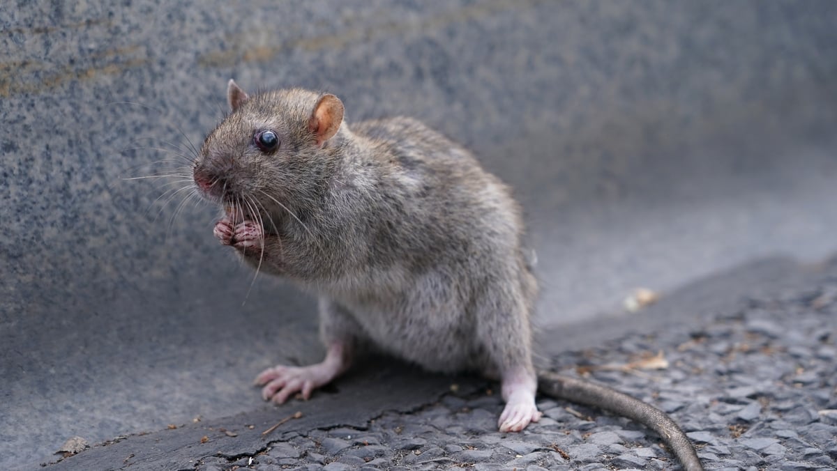 Chasing Rats | Today with Claire Byrne - RTÉ Radio 1