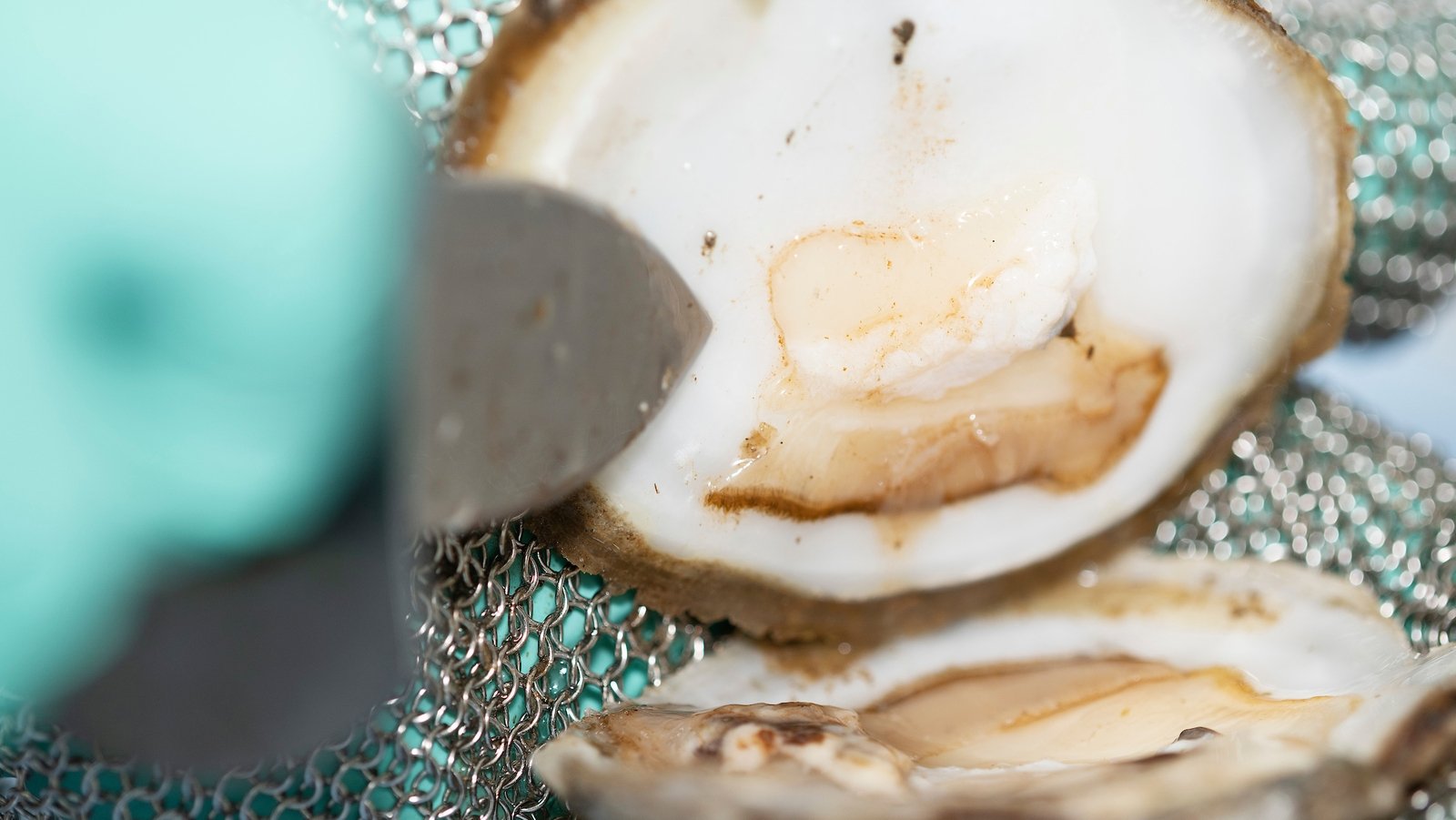 Who eats who in the deep blue?