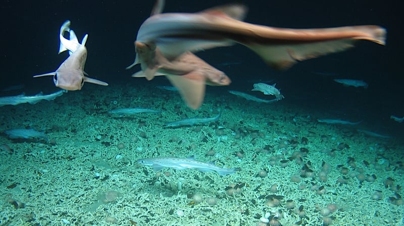 There are 35 species of sharks in Irish waters...