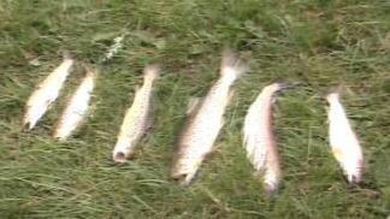 RTÉ Archives | Collections | Fish Kill In Limerick