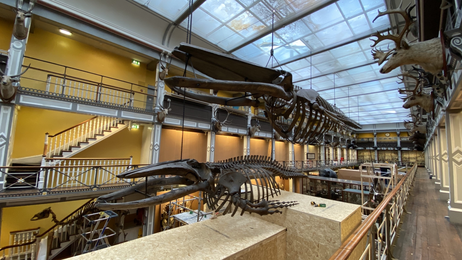 'Dead Zoo' prepares to dismantle large whale skeletons