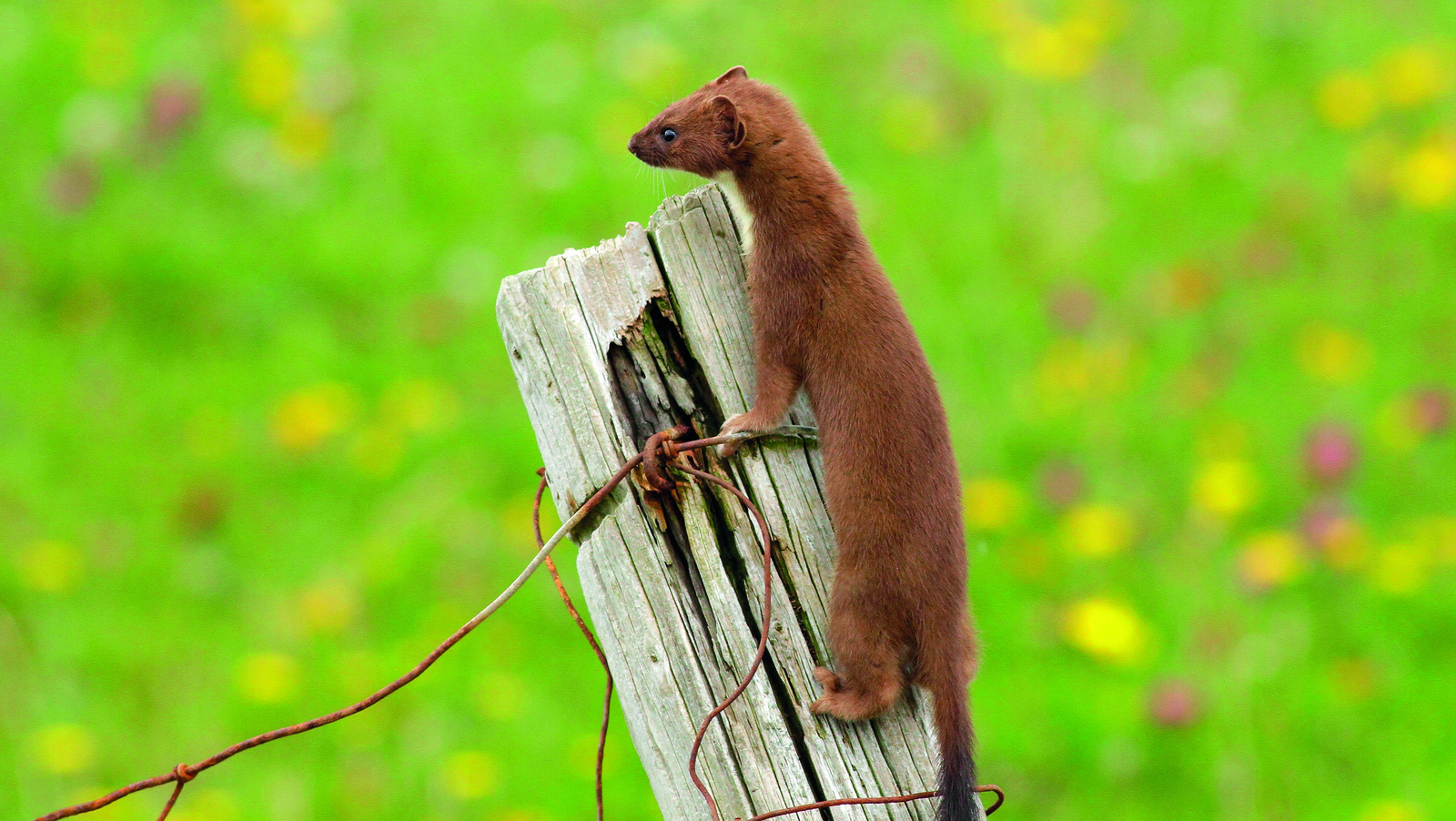 Don't call it a weasel!