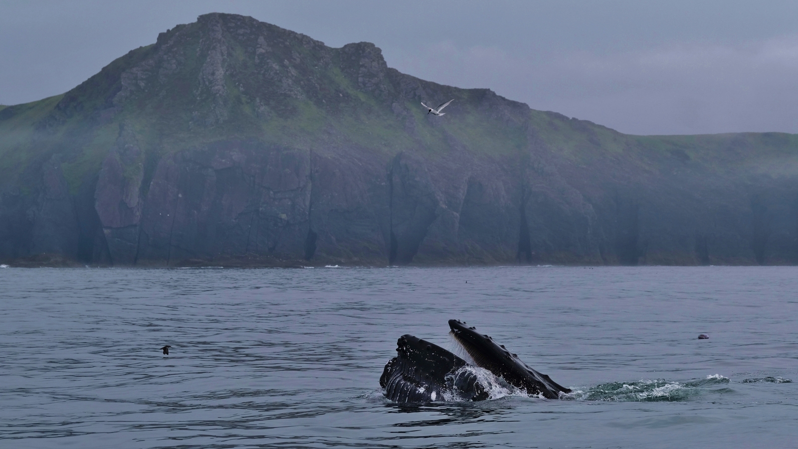 Feeding frenzy for humpback whales off Kerry coast