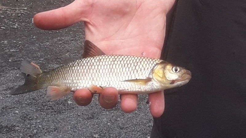 Invasive fish species chub returns to River Inny