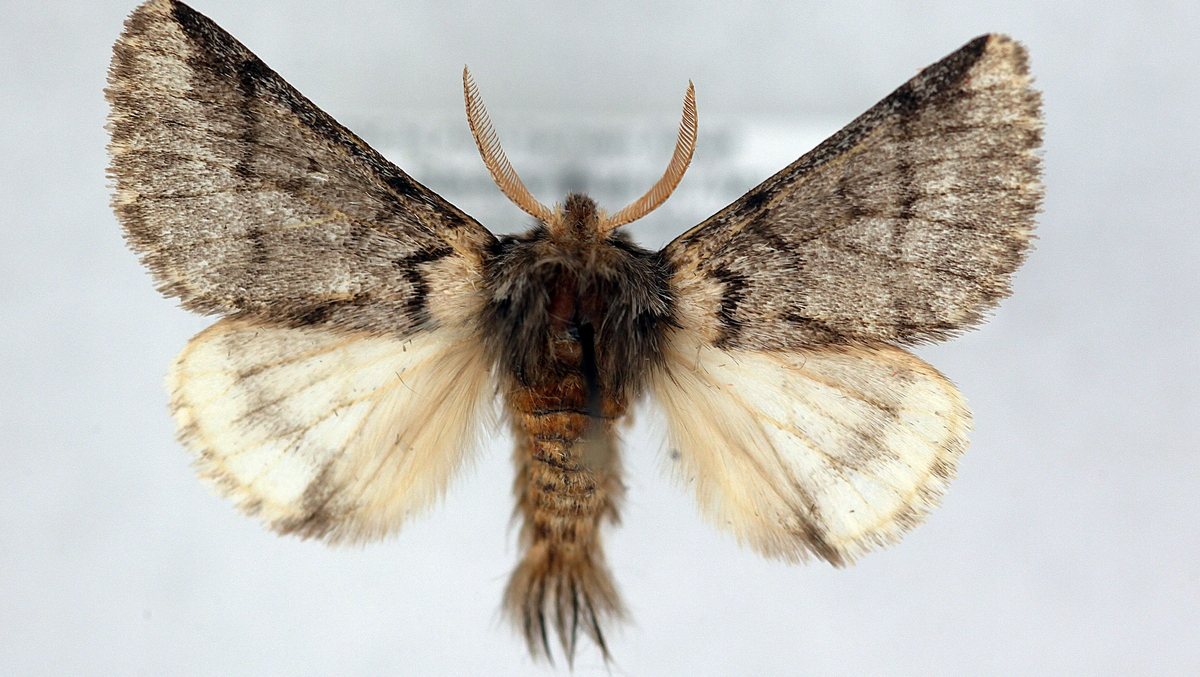 Invasive moth spotted for first time in park in Ireland | News At One ...