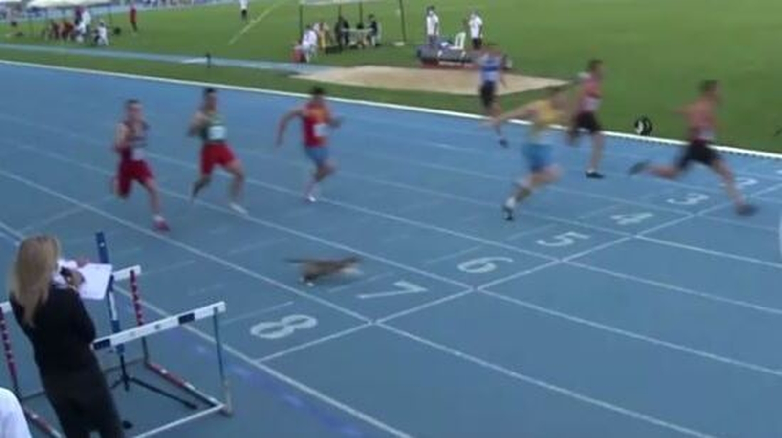 Stray puts the cat among the sprinters in Turkey