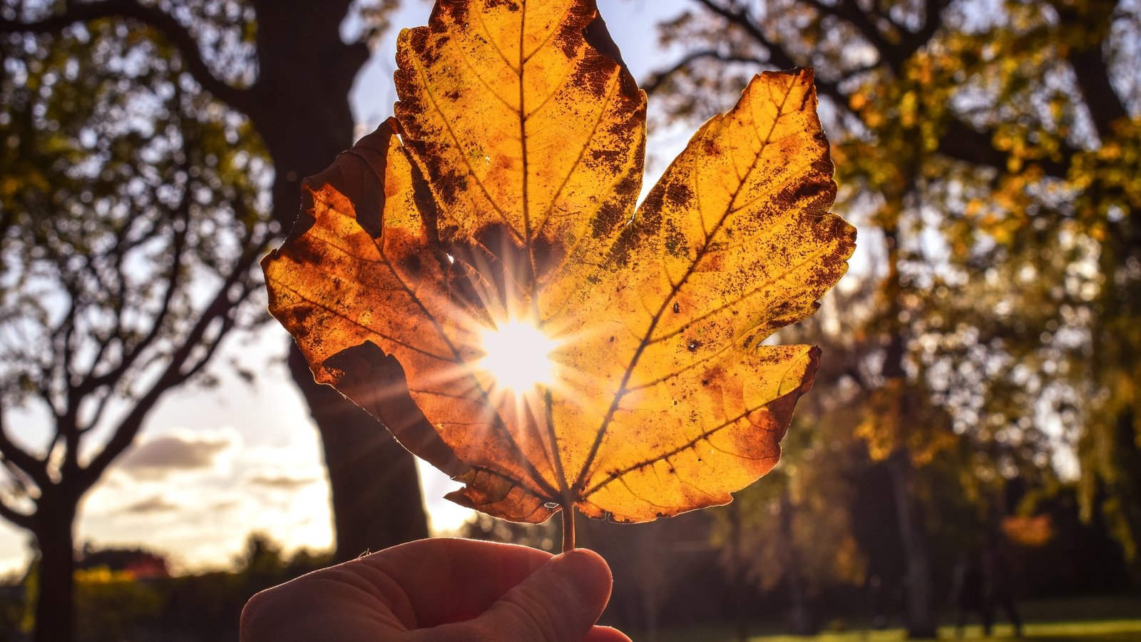 Why Do Leaves Change Colour In Autumn 