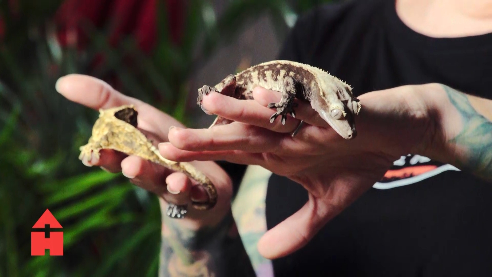 These geckos were 'extinct' for 100 years!